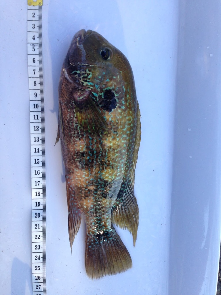 (Chuco) - Marine Life Identification