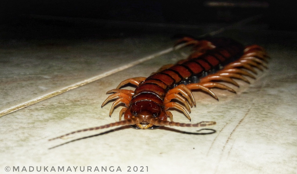 Pacific Giant Centipede from Alwiswatta, Kalutara, Sri Lanka on ...
