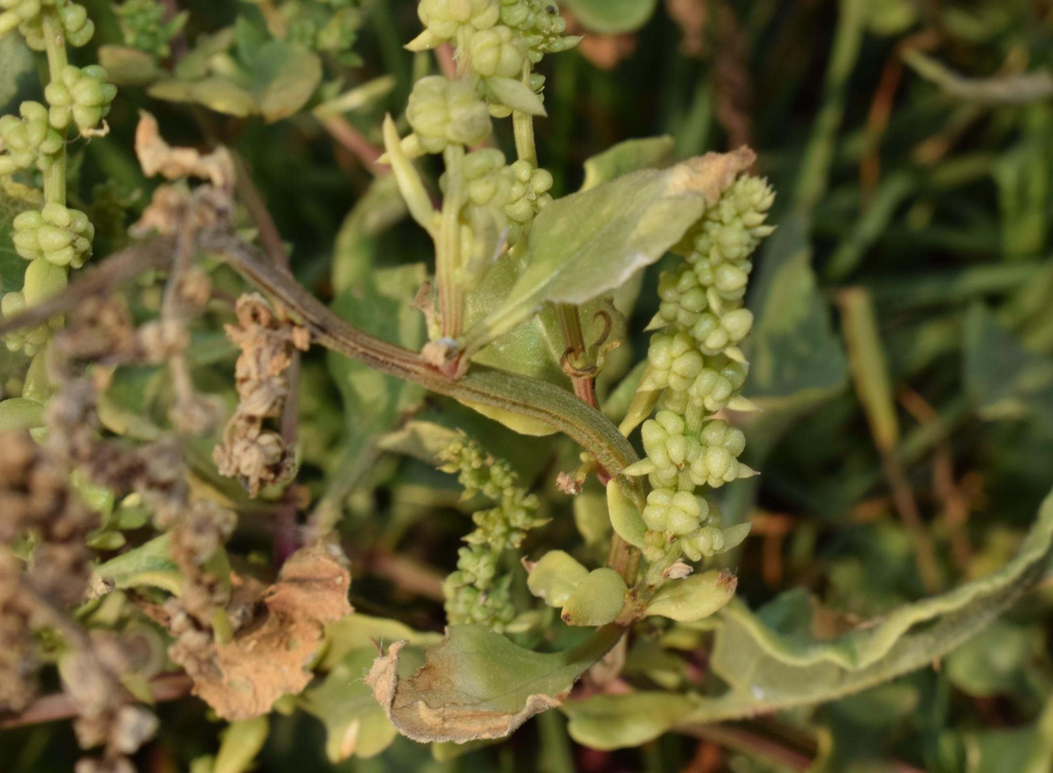 Beta macrocarpa Guss.