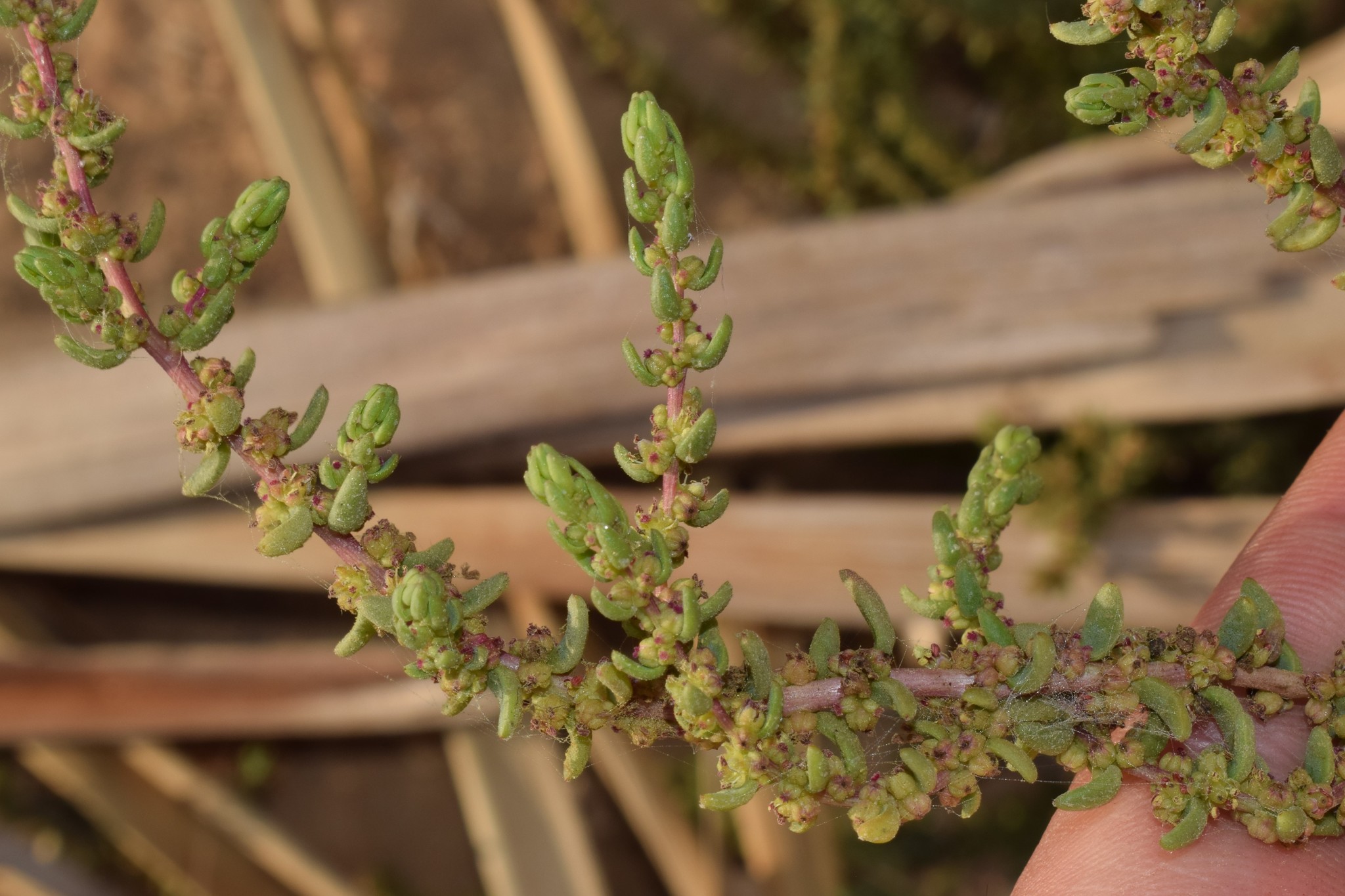 Beta macrocarpa Guss.