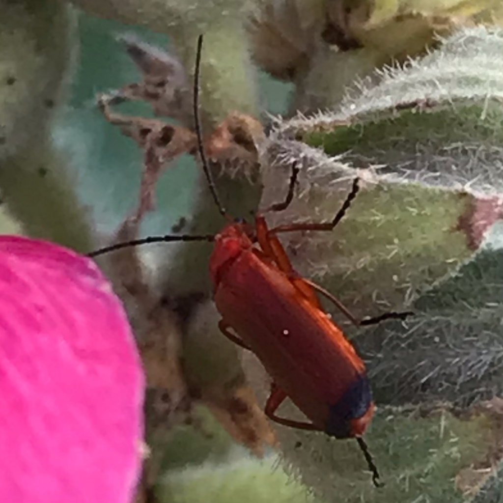 Common Red Soldier Beetle from Mörbylånga on July 14, 2021 at 08:10 PM ...