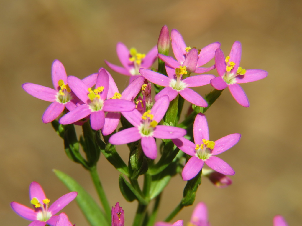 Muehlenberg s Centaury From Sacramento County CA USA On June 4 2017 muehlenberg-s-centaury-from-sacramento-county-ca-usa-on-june-4-2017