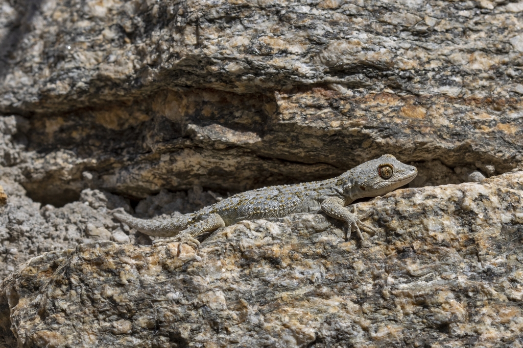 Eastern Mediterranean Thin-toed Gecko from Ikaria municipality 833 02 ...