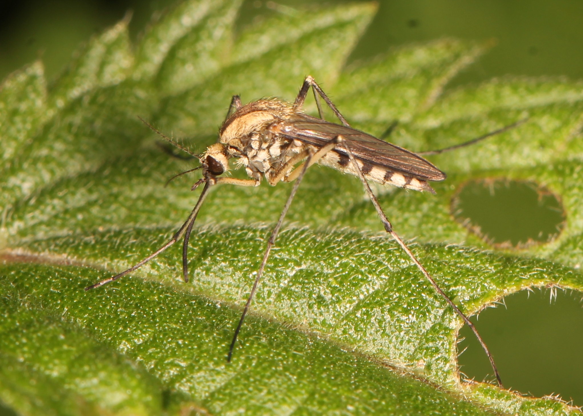 Aedes sticticus (Meigen, 1835)