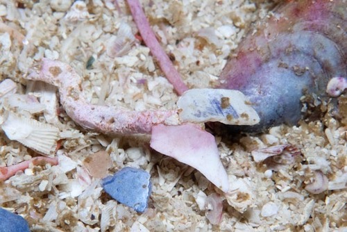 jumping sand (Siphonoecetes erythraeus) · iNaturalist United Kingdom