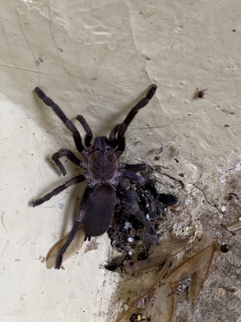 Himalayan Earth-tiger Tarantula from Jawali, Kangra, HP, IN on July 15 ...