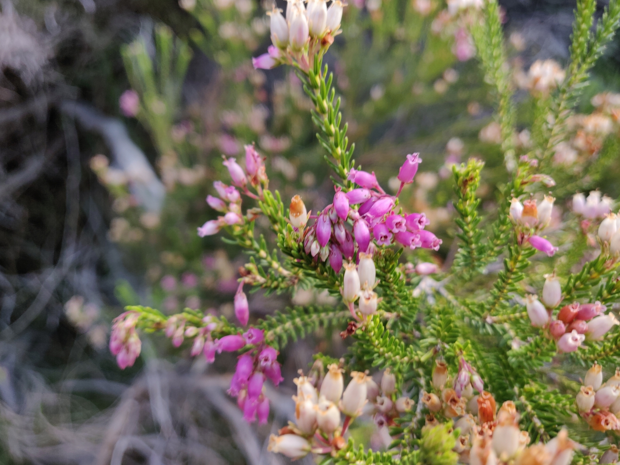 Erica terminalis Salisb.