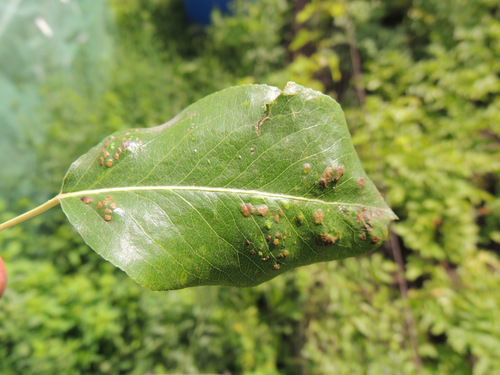 Pear Rust Mite (Epitrimerus pyri) · iNaturalist