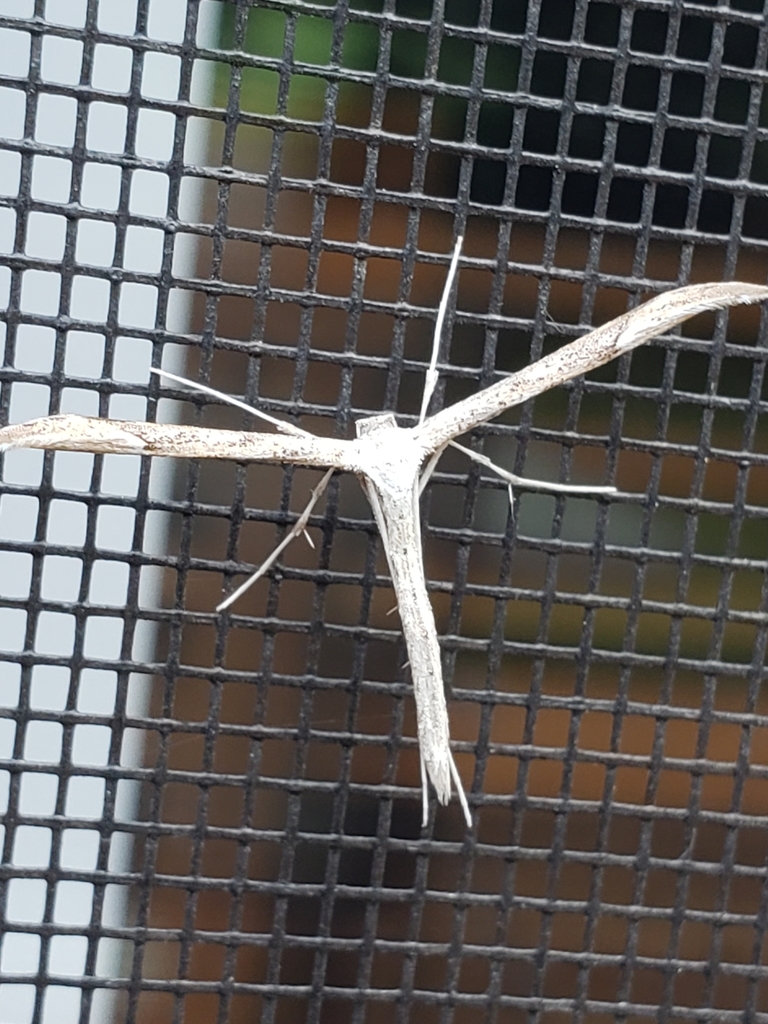 Yarrow Leaf Plume Moth from Macdonald, Meredith and Aberdeen Additional ...