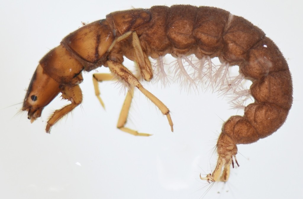 Leptonema in August 2014 by Rob Palmer. Thanks to Ferdy de Moor for ID ...