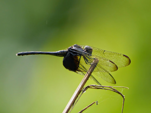 Eastern Mantled Dropwing (Trithemis tropicana) · iNaturalist