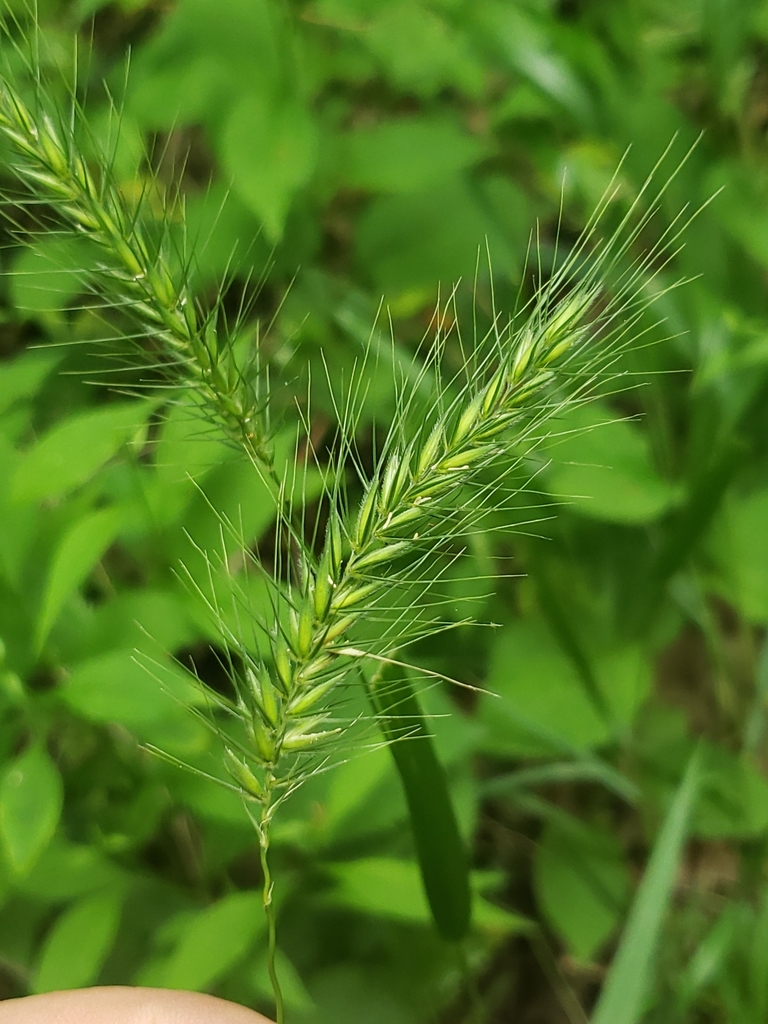 silky wild rye from Beamsville, ON L0R 1B3, Canada on July 14, 2021 at ...