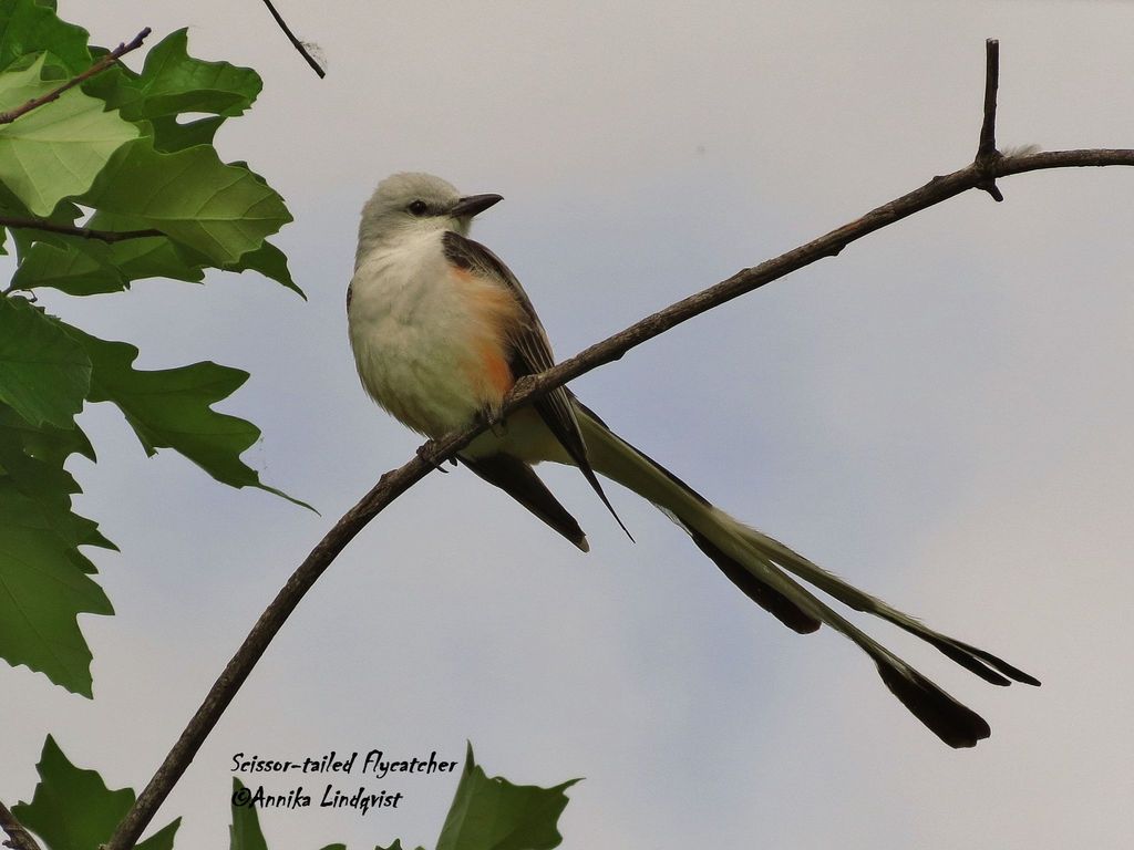 Scissor-tailed Flycatcher (Birds of Alabama) · iNaturalist