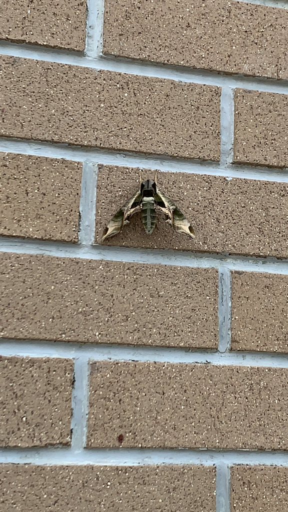 Pandorus Sphinx from Sterling on July 15, 2021 at 10:38 AM by ...