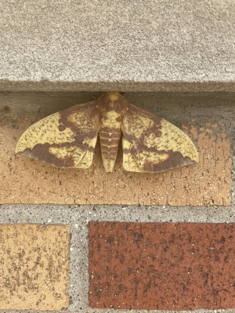 Imperial Moth from Andersonville Rd, Davisburg, MI, US on July 14, 2021 ...