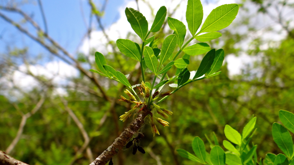 Incense tree (Bursera graveolens) - Botanical Realm