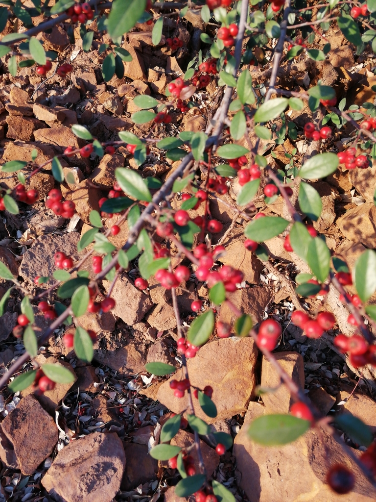 Cotoneasters from Manyatseng, Ladybrand, 9748, South Africa on July 15 ...