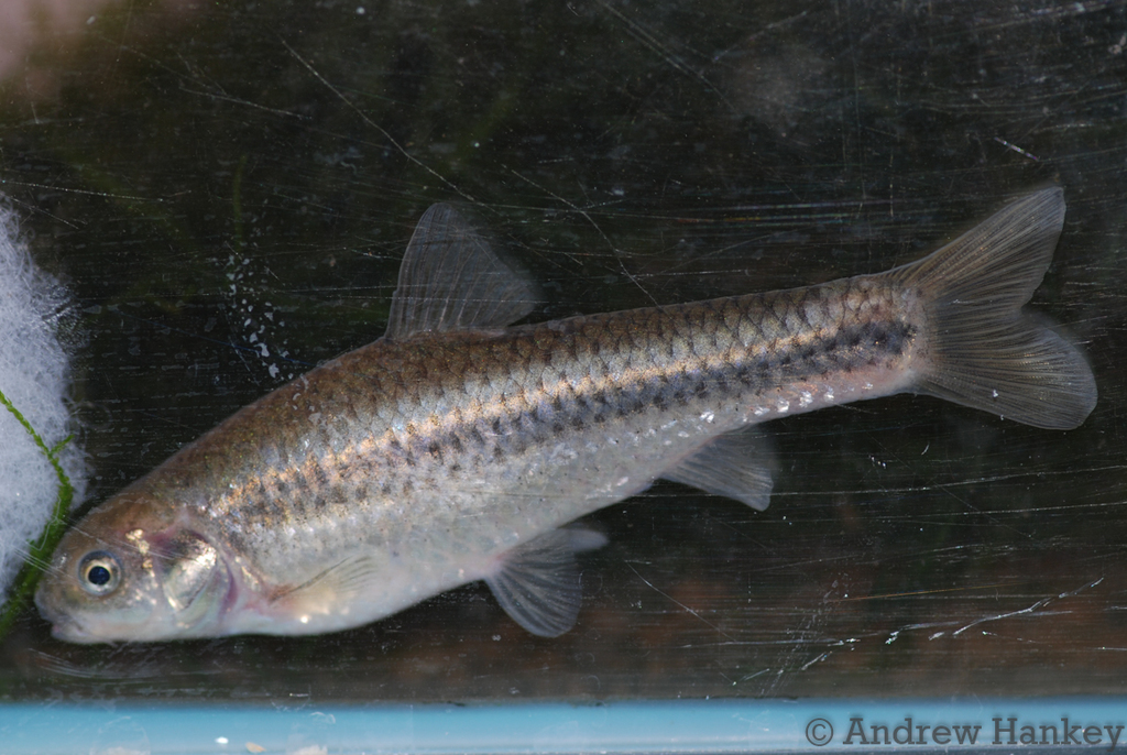 (Enteromius motebensis) - Marine Life Identification