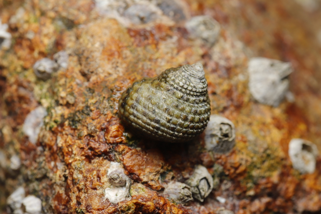 Lipped Periwinkle from 香港汀角 on July 5, 2021 at 12:54 PM by Eric Tang ...