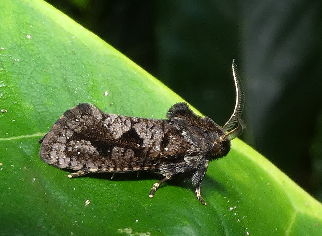 Grass Tubeworm Moths from Zona rural de Paudalho - Pernambuco on July ...