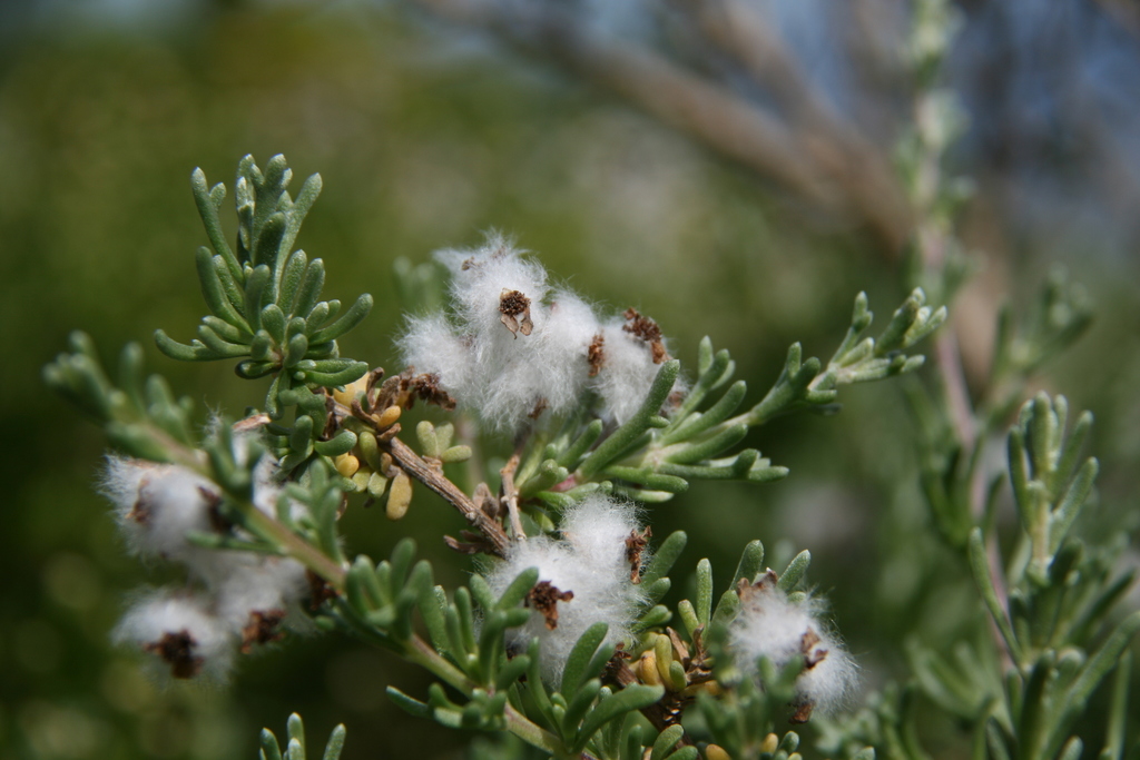 Eriocephalus racemosus racemosus from Cape Peninsula, Cape Town, South ...