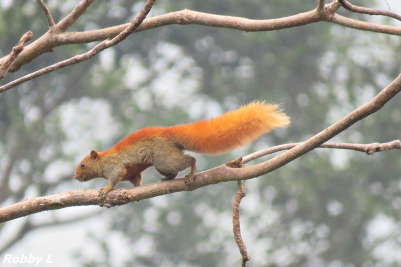 Finlayson's Squirrel (Callosciurus finlaysonii) - Know Your Mammals