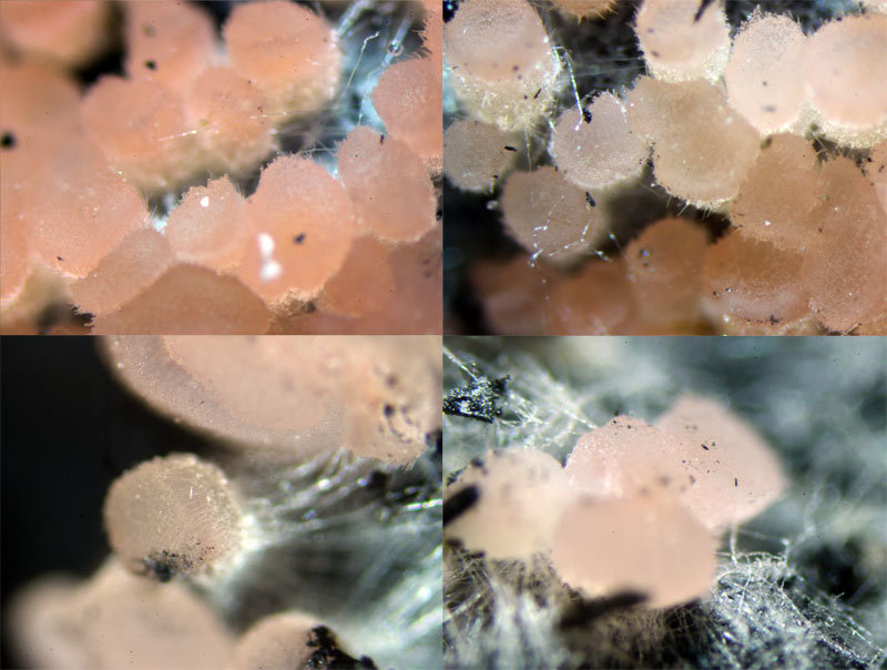 Pyronema domesticum (Sowerby) Sacc.