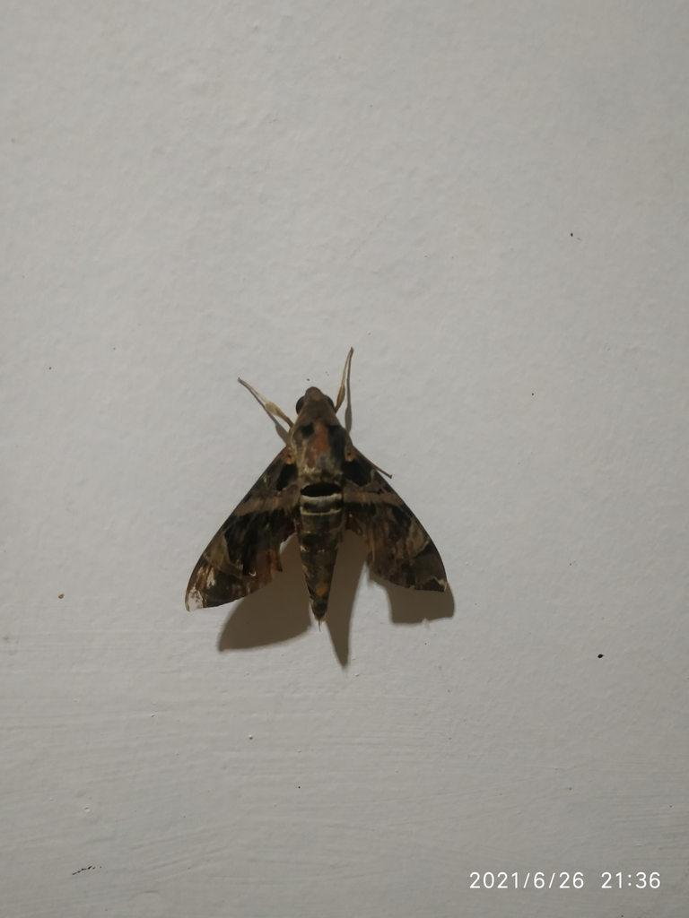 Jade Hawkmoth from Felda Semarak Jengka 15, 26400 Bandar Tun Razak ...