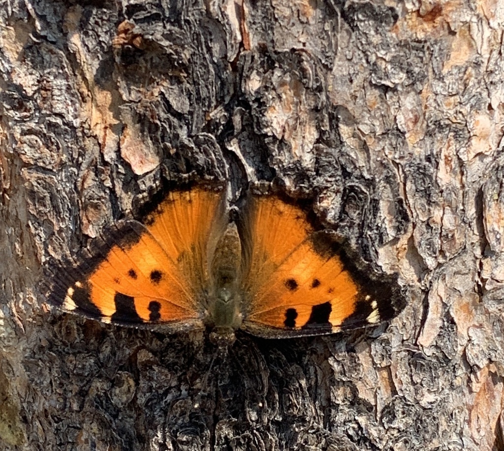California Tortoiseshell from Grand Teton National Park, Jackson, WY ...