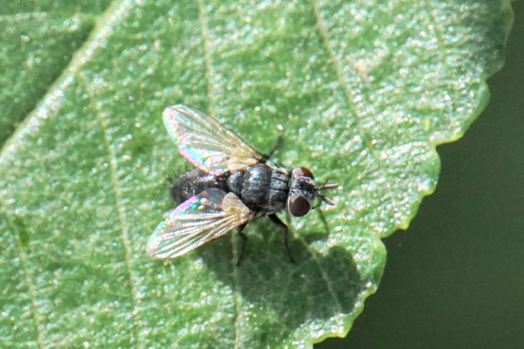 Bot Flies, Blow Flies, and Allies from Poljud, Split, Hrvatska on July ...