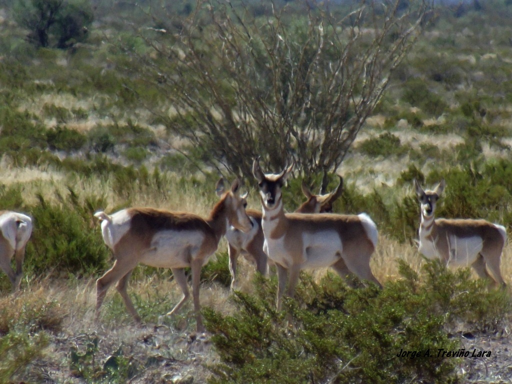 Mexican Pronghorn (Antilocapra americana mexicana) - Know Your Mammals