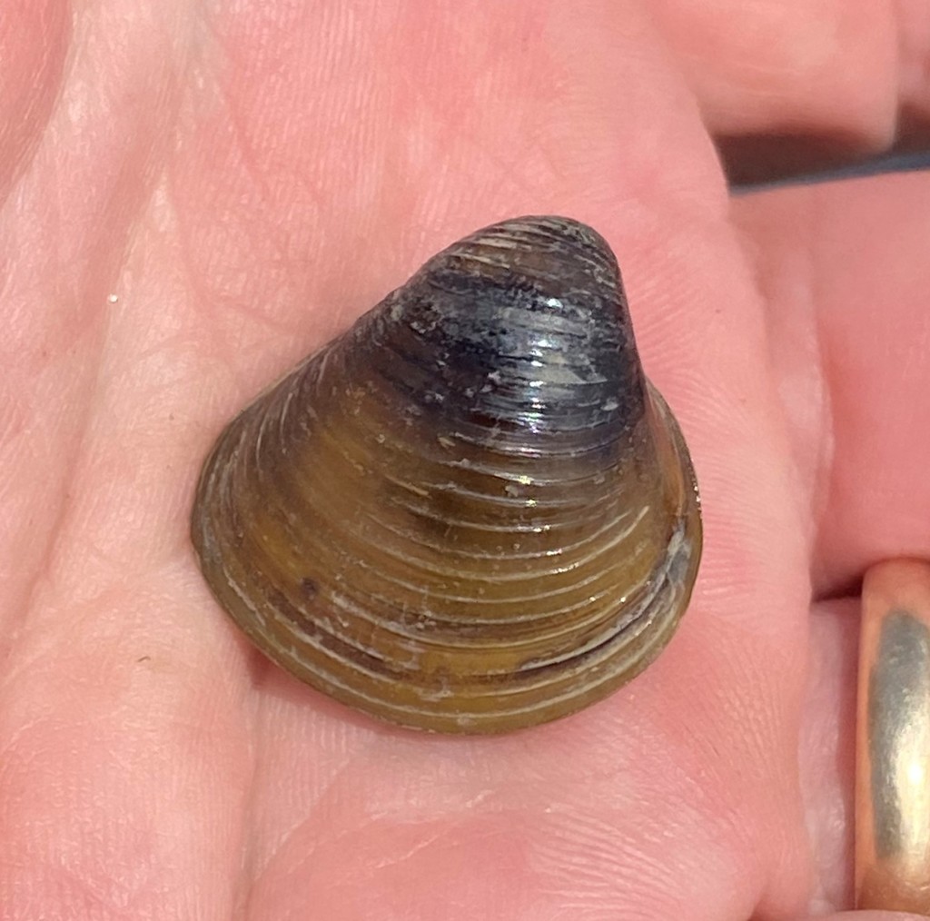 Asian Clam from Tennessee River, Browns Ferry, Limestone County, AL ...