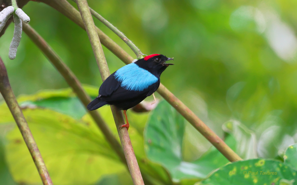Blue-backed Manakin (TempBirdGuide) · iNaturalist