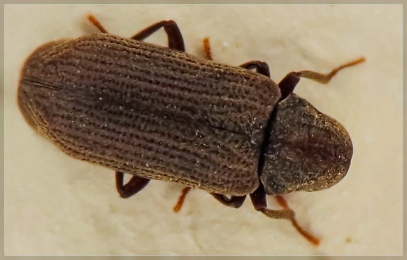 House Borer (Madeira Käfer) · iNaturalist