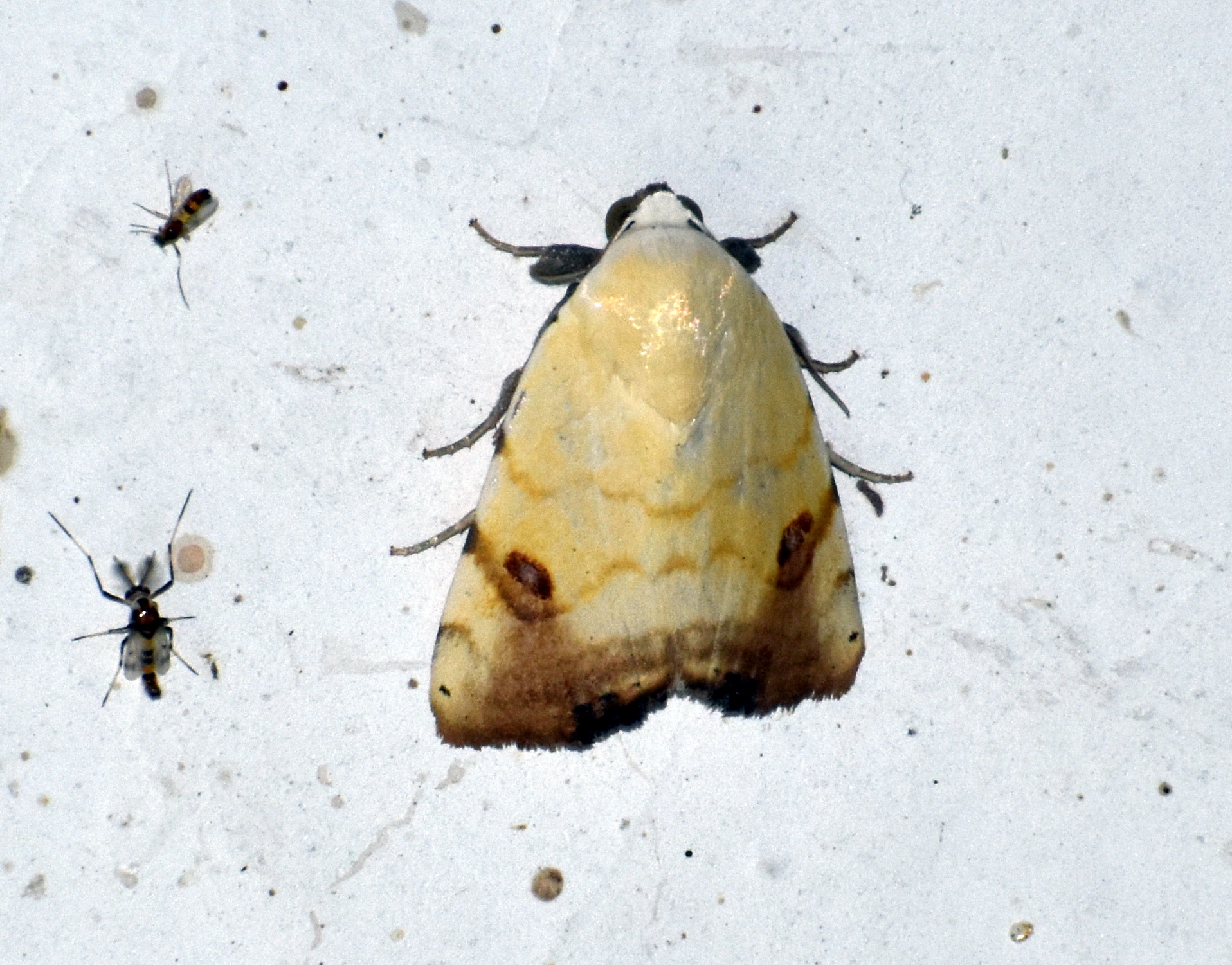 Xanthodes albago (Fabricius, 1794)