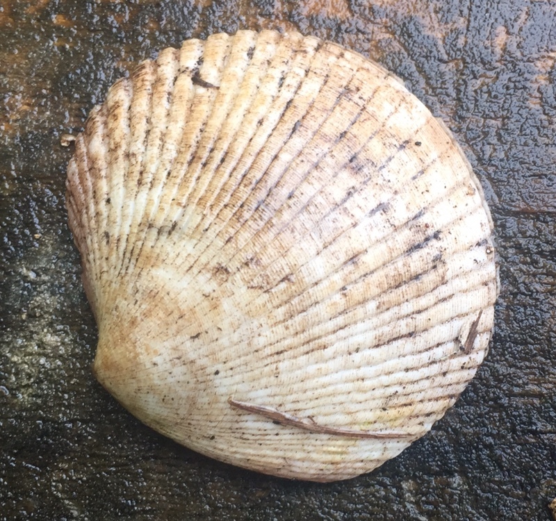 Codakia punctata (Linnaeus, 1758)