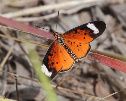 Acraea rhodesiana · iNaturalist