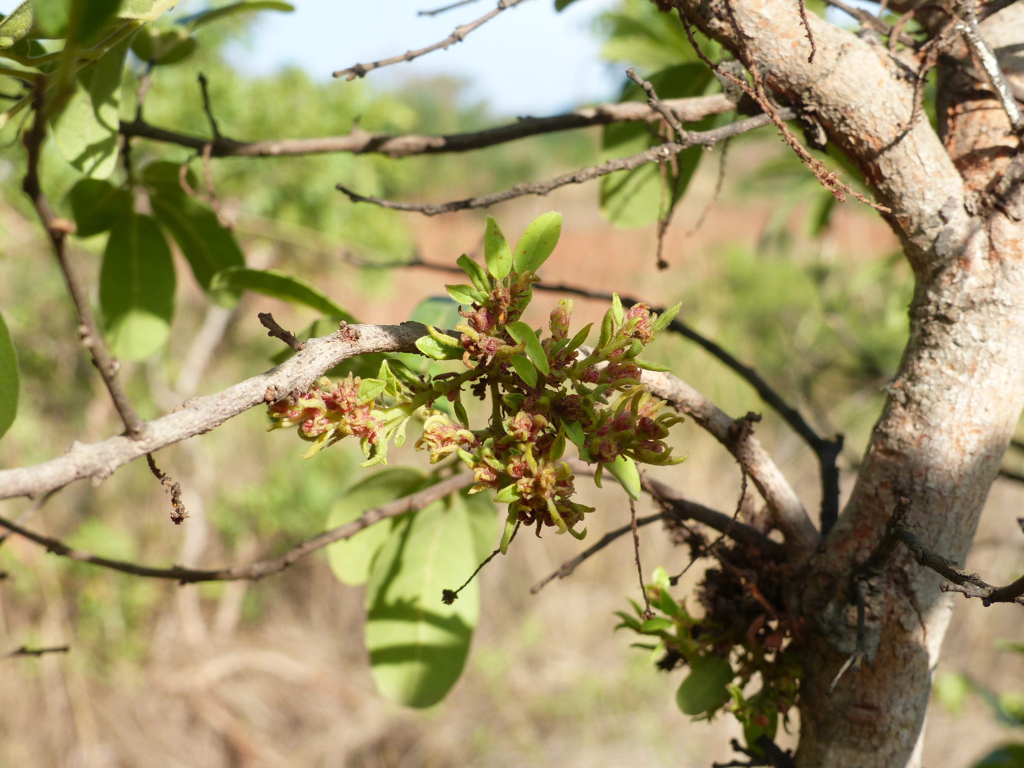 Hymenocardia acida Tul.