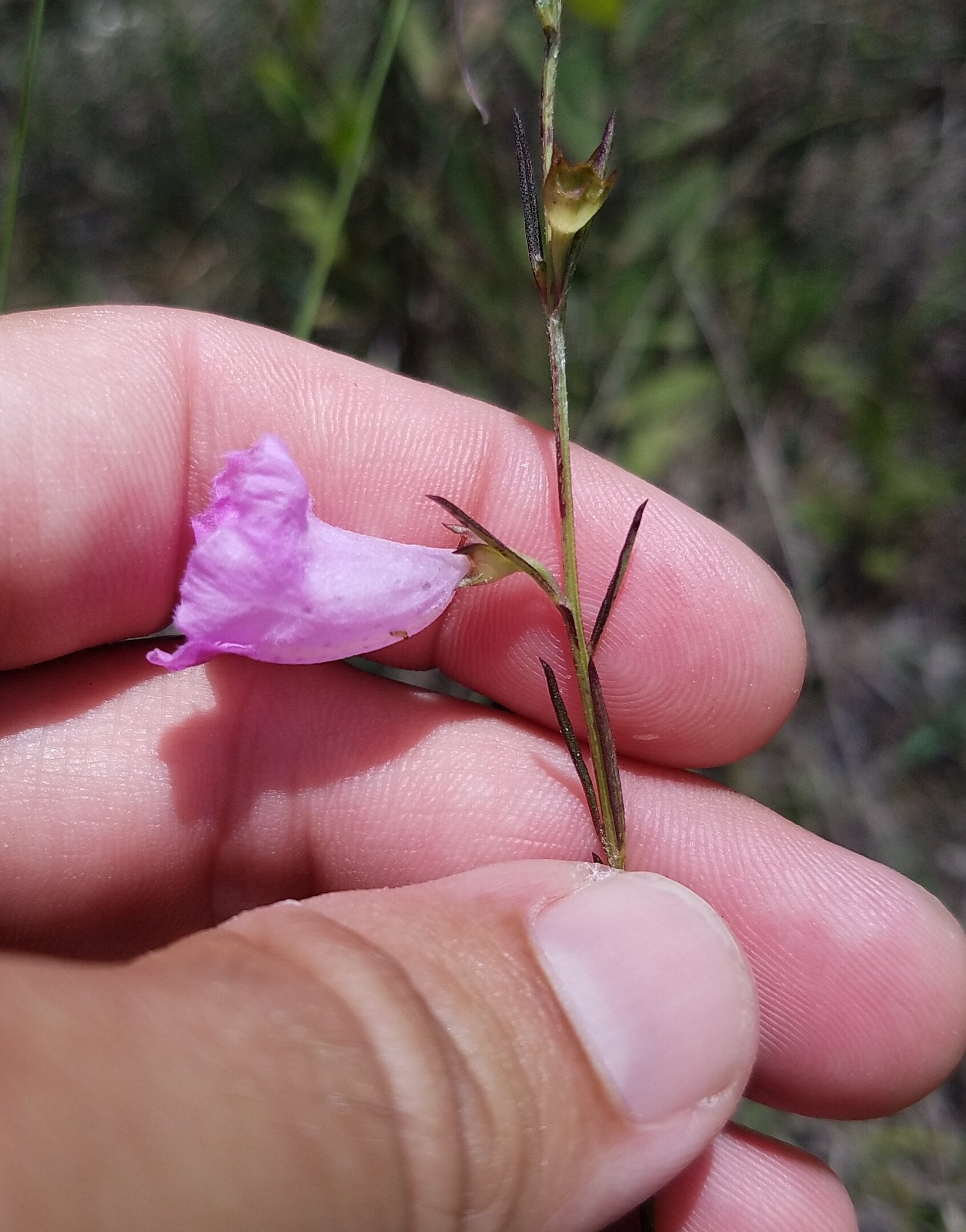 Agalinis linifolia (Nutt.) Britton