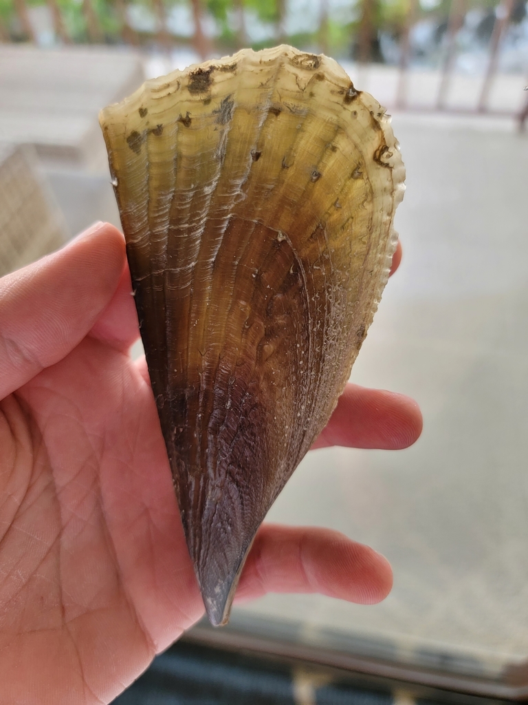 Stiff Pen Shell from Pelican Bay, North Naples, FL, USA on July 15 ...