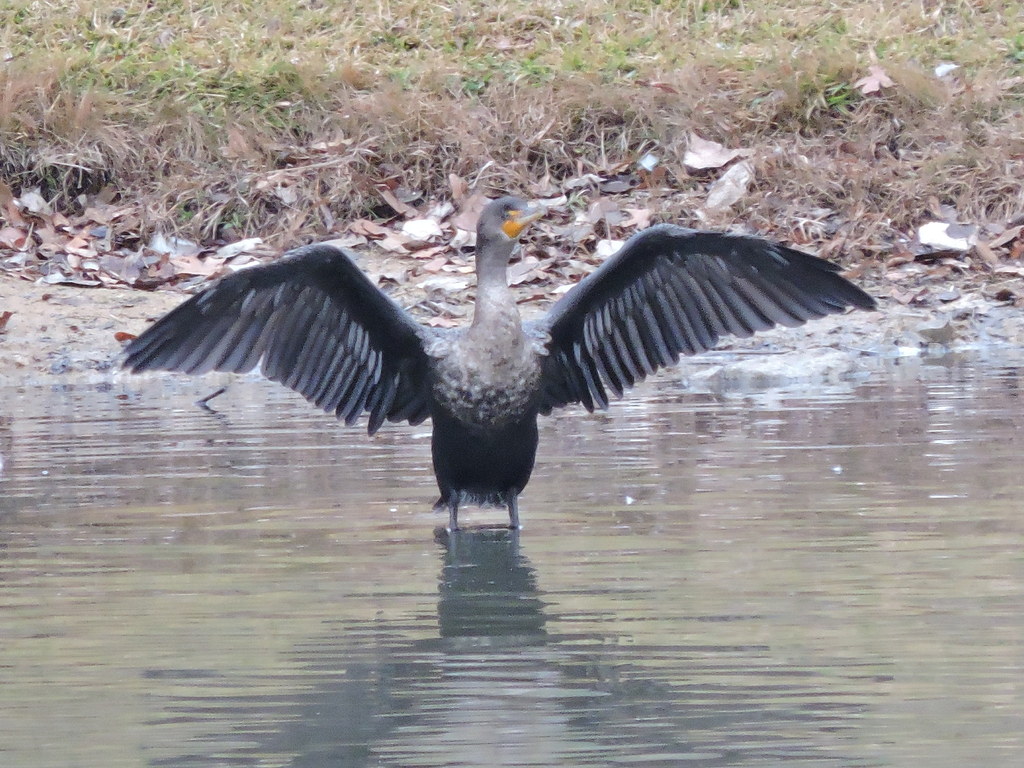 Double-crested Cormorant from Texas, US on 20 December, 2014 by Sam ...