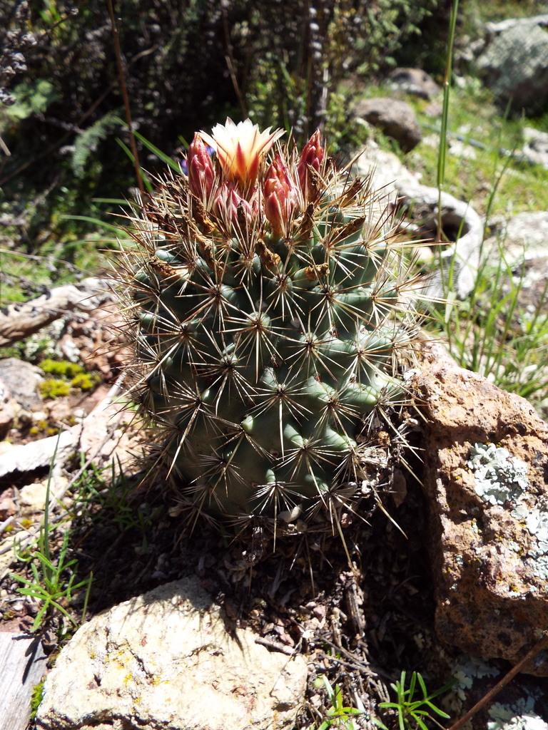 Coryphantha clavata stipitata from Pinos, Zac., México on July 14, 2021 ...
