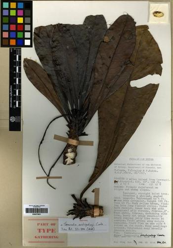 Terminalia archipelagi · iNaturalist Mexico