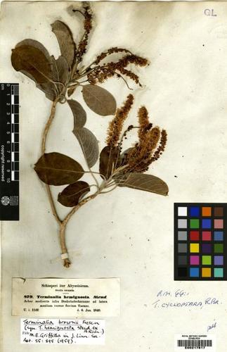 Terminalia brownii · iNaturalist