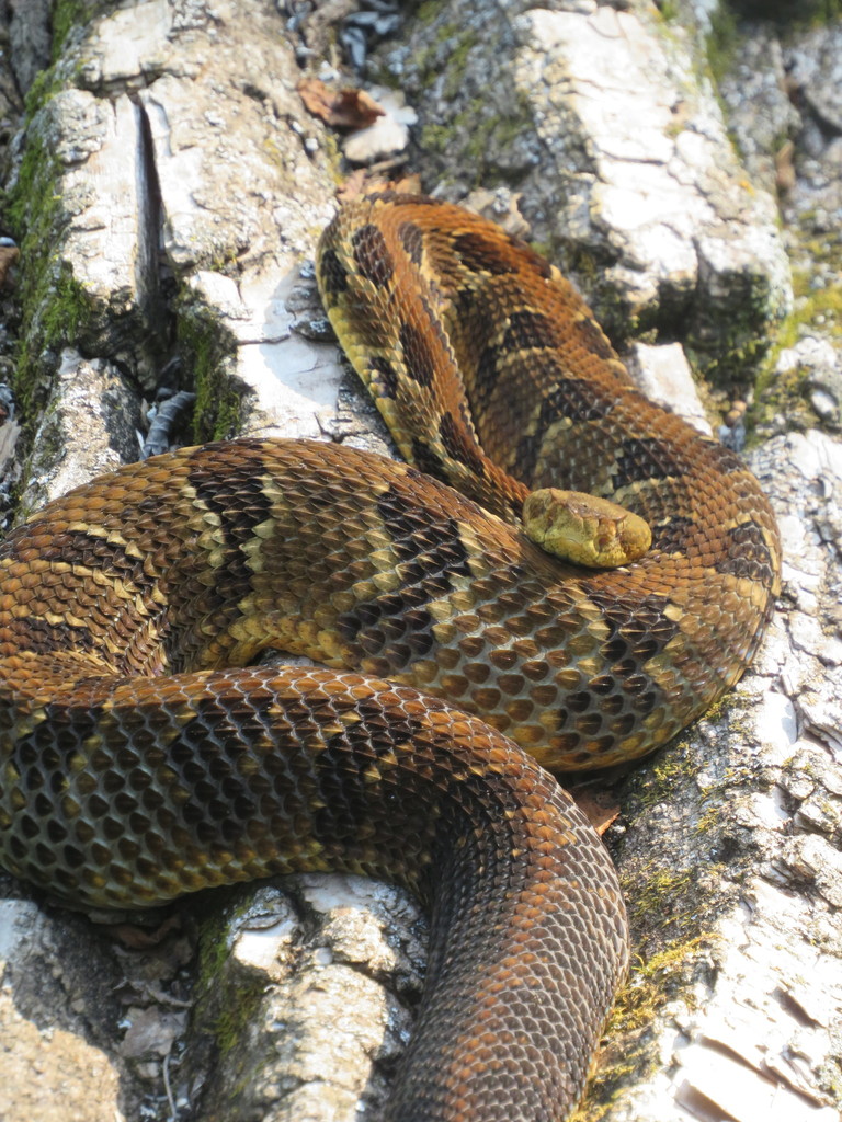 Timber Rattlesnake in July 2021 by John Boldt · iNaturalist