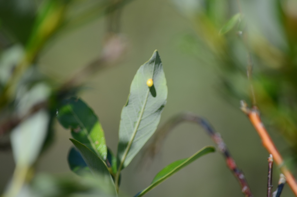 Willow Apple Gall Sawfly from Canmore, AB, Canada on July 10, 2021 at ...