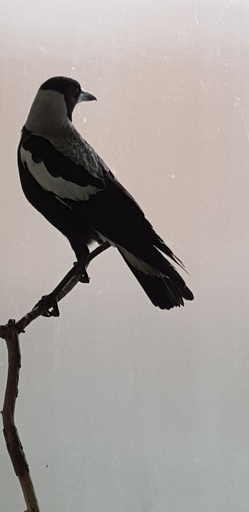 Southeastern White-backed Magpie from Narre Warren VIC 3805, Australia ...