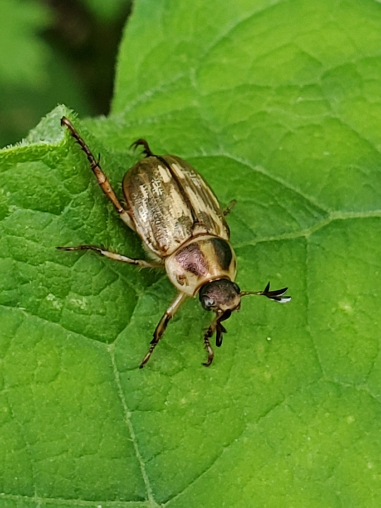 Oriental Beetle from Rosemont, Portland, ME, USA on July 12, 2021 at 06 ...