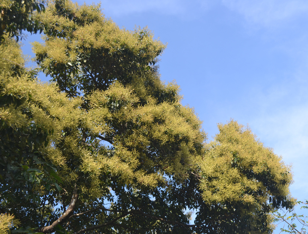 Kindal Tree (Terminalia paniculata) - Botanical Realm