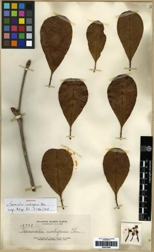 Terminalia pellucida · NaturaLista Colombia